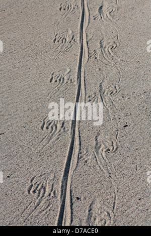 iguana tracks in sand Stock Photo - Alamy