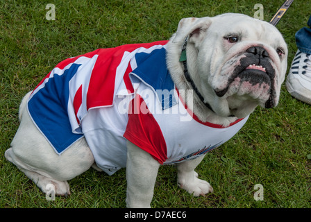 A British Bulldog wearing a Union Jack vest, cap and English flag wrist ...