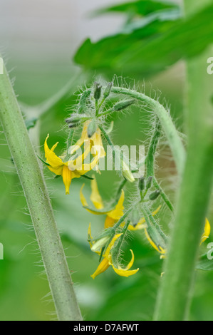 A closeup of yellow tomato plant flowers blooming Stock Photo - Alamy