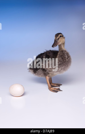 Duckling looks at egg Stock Photo - Alamy