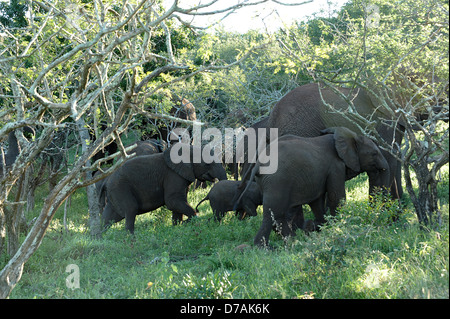 Elephants in the wild in Thanda Game Reserve KwaZulu-Natal, South ...
