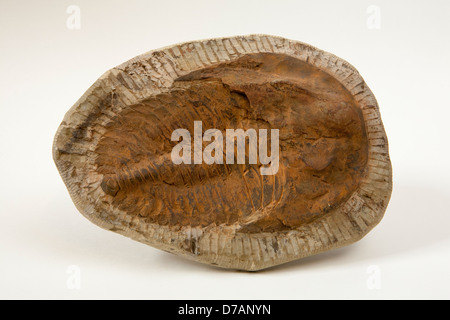 Ancient fossil remains of trilobites Stock Photo - Alamy