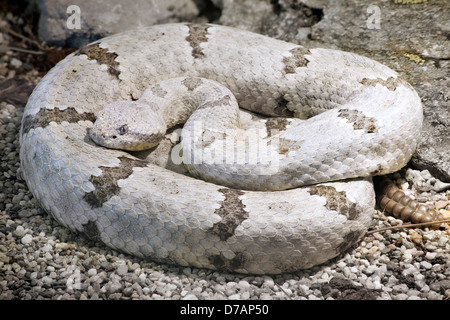 Mottled Rock Rattlesnake, (Crotalus lepidus lepidus), Juno Road, Val ...