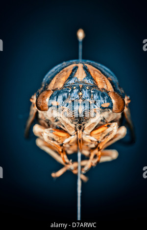 close up Cicada insect pinned Stock Photo - Alamy