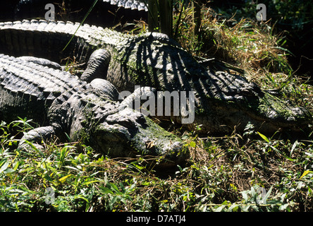 Alligators Audubon Zoo New Orleans Louisiana USA Stock Photo - Alamy