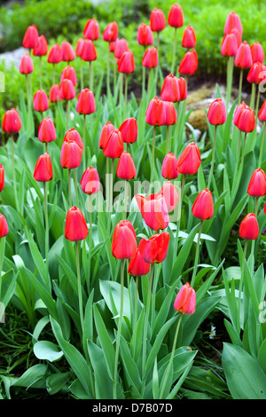 red tulips in cottage garden Stock Photo - Alamy