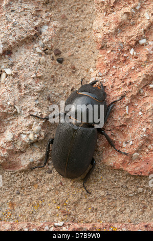 female Lesser stag beetle Dorcus parallelipipedus on a rotting wood ...