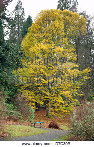 Carpinus Betulus Fastigiata. Hornbeam tree bark Stock Photo: 93037942 ...