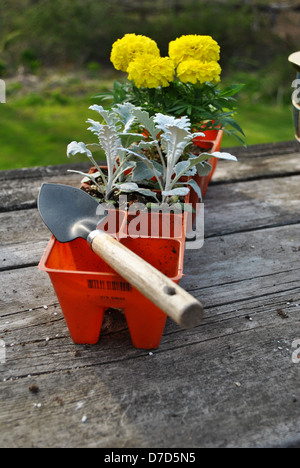 Spring Planting Marigolds and Dusty Millers Stock Photo - Alamy