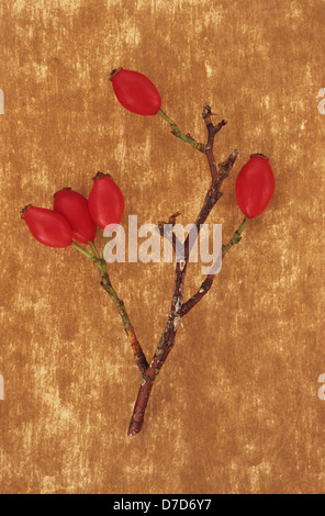 Rosehips, the Red Fruits of the Wild Flower Dog-Rose (Rosa Canina ...
