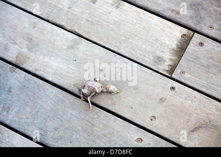 The rotting corpse of a crow's chick on a wooden deck Stock Photo - Alamy