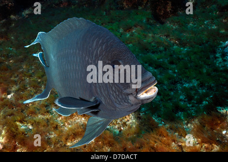 Giant Damselfish, Microspathodon dorsalis, Revillagigedo Islands ...