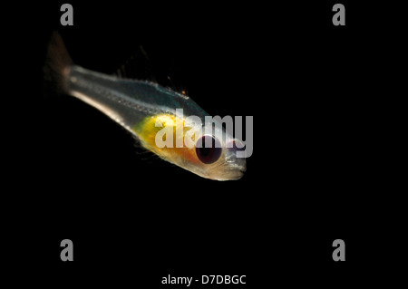 Purple-eyed Dwarf Goby, Bryaninops natans, Marsa Alam, Red Sea, Egypt ...