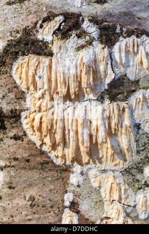 Basidioradulum radula mushroom Stock Photo - Alamy