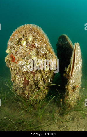 Mediterranean clams underwater, noble pen shell, Pinna nobilis, with ...