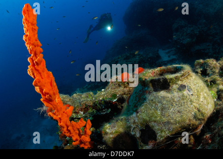 Red Axinella Sponge, Axinella cannabina, Bodrum, Turkey Stock Photo - Alamy