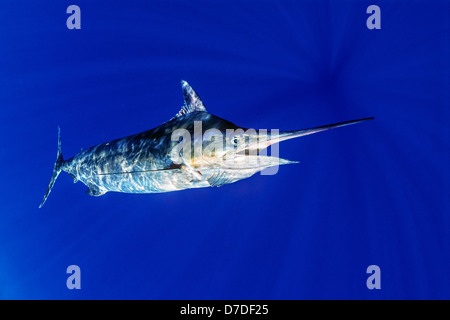 Atlantic blue marlin (Makaira nigricans), Tenerife, Canary Islands ...