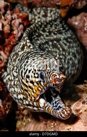 Dragon moray eel Enchelycore pardalis Stock Photo - Alamy