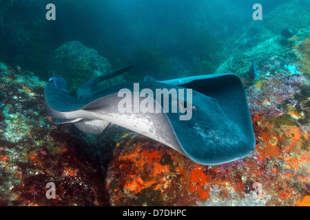 Short-tail Stingray or Smooth Stingray (Dasyatis brevicaudata ...