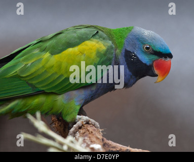 Lord Derby's parakeet, Derbyan parakeet (Psittacula derbiana), perching ...