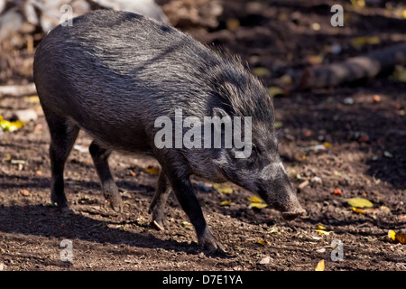 Visayan warty pig (Sus cebifrons), critically endangered wild pig ...