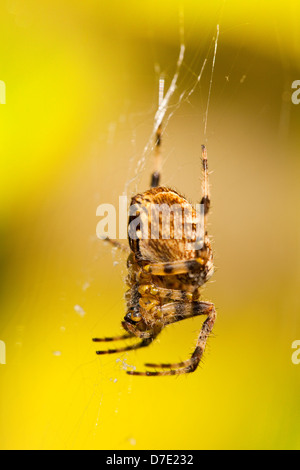 OrbWeaver spider Araneus Diadematus, European Garden Spider, Diadem ...
