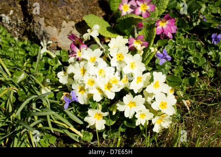 Pin eyed pale yellow primrose primula vulgaris is one of the first ...