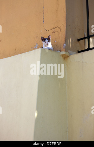 Cat in the Plaka District, Athens City Center, Greece Stock Photo - Alamy