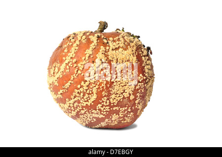 rotten apple on white background Stock Photo - Alamy