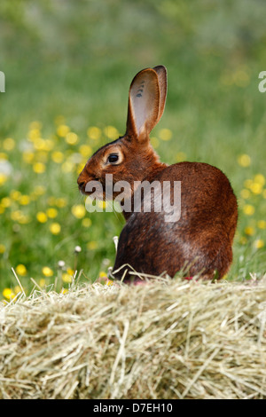 Domestic Rabbit Belgian hare Adult blue basket Germany Stock Photo - Alamy
