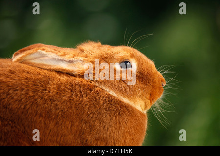 New Zealand purebred red rabbits in a cage Stock Photo - Alamy