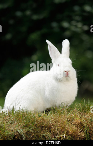 New Zealand White Rabbit, side view Stock Photo - Alamy