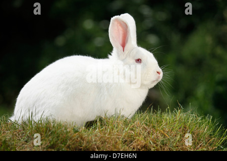 New Zealand White Rabbit, side view Stock Photo - Alamy