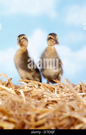 Two ducklings ( indian runner duck) isolated on a white background ...