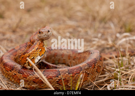 Corn snake in striking position - Pantherophis guttatus Stock Photo - Alamy