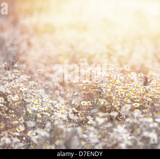 Many fresh wild daisy flowers growing in summer sunny flowerbed outside ...