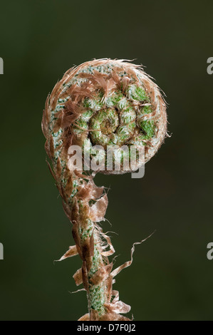 Close-up intimate plant portrait of glowing Fern Fronds, showing ...