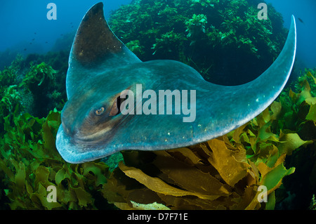 Eagle Ray (Myliobatis tenuicaudatus) Poor Knights Islands, New Zealand ...