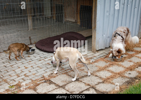 dogs at pound Stock Photo - Alamy