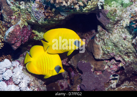 Golden butterflyfish (Chaetodon semilarvatus) pair. Red Sea, Egypt. Red ...