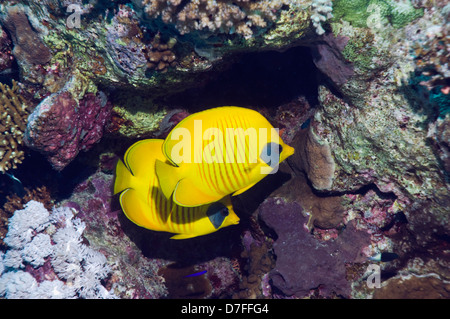 Golden butterflyfish (Chaetodon semilarvatus) pair. Red Sea, Egypt. Red ...