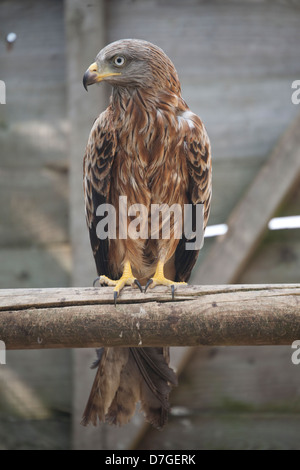 Red Kite perched in aviary Stock Photo - Alamy