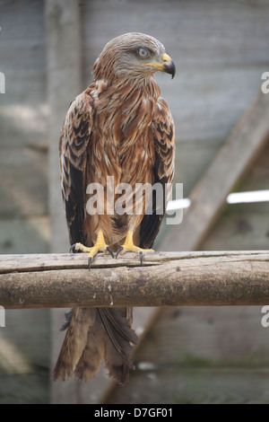 Red Kite perched in aviary Stock Photo - Alamy