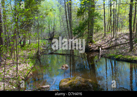 A stream in woodlands, Hudson, Quebec Stock Photo - Alamy