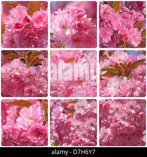 Seamless pattern with blossoming Japanese cherry sakura for fabric ...