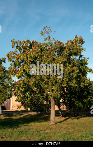 Korean Evovia Bee Bee Tree Tetradium daniellii Part of fruit stand with ...