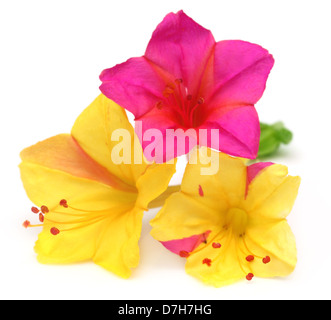 Sandhya moni flower of Southeast Asia Stock Photo - Alamy