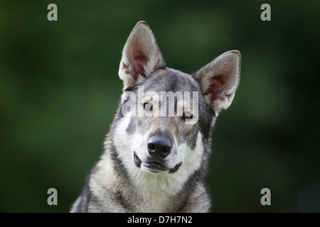 British Inuit Dog Portrait of adult Stock Photo - Alamy