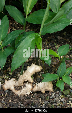 Ginger root (Zingiber officinale) with soil, Zinjgiberaceae. young ...