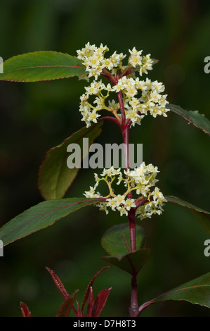 Khat Kath Tree (Catha edulis) twig with leaves studio picture Stock ...